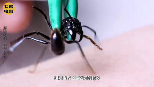 小哥为追寻刺激,找来世界上最毒的蚂蚁,只为体验被咬是什么感觉