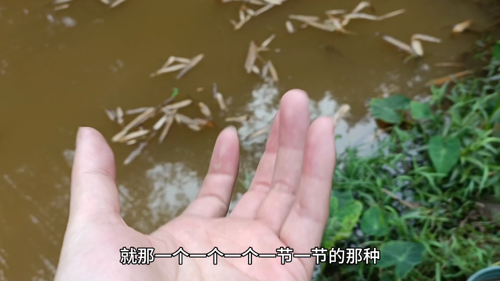 分享一下睡莲种植方法,希望能种植成功,实现稻田养鱼水上种菜!无土...