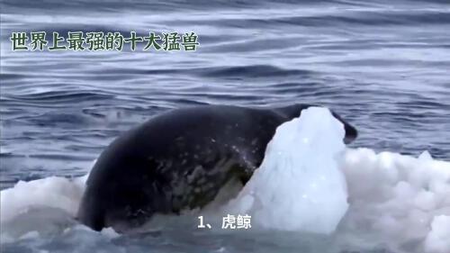 世界上最强的十大猛兽