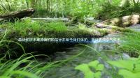 《保护森林就是保护自己》公益广告1