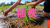 倒计时实拍农村农民水稻插秧过程,一人一天能插2亩地,倒计时直言腰疼