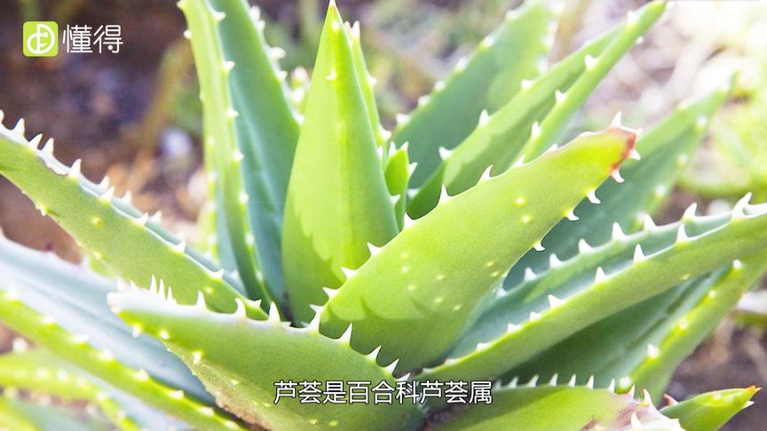 芦荟的药用价值这么大,但是专家提示:这几类人不宜用芦荟!