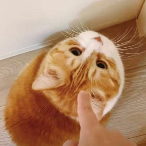 An大橘猫 