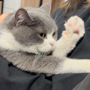 糖番茄为什么这么好吃 