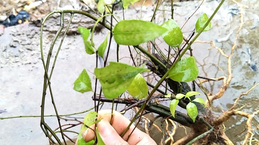 去山上挖称星树,我们农村用来煲水当凉茶饮,有谁知道它的作用吗