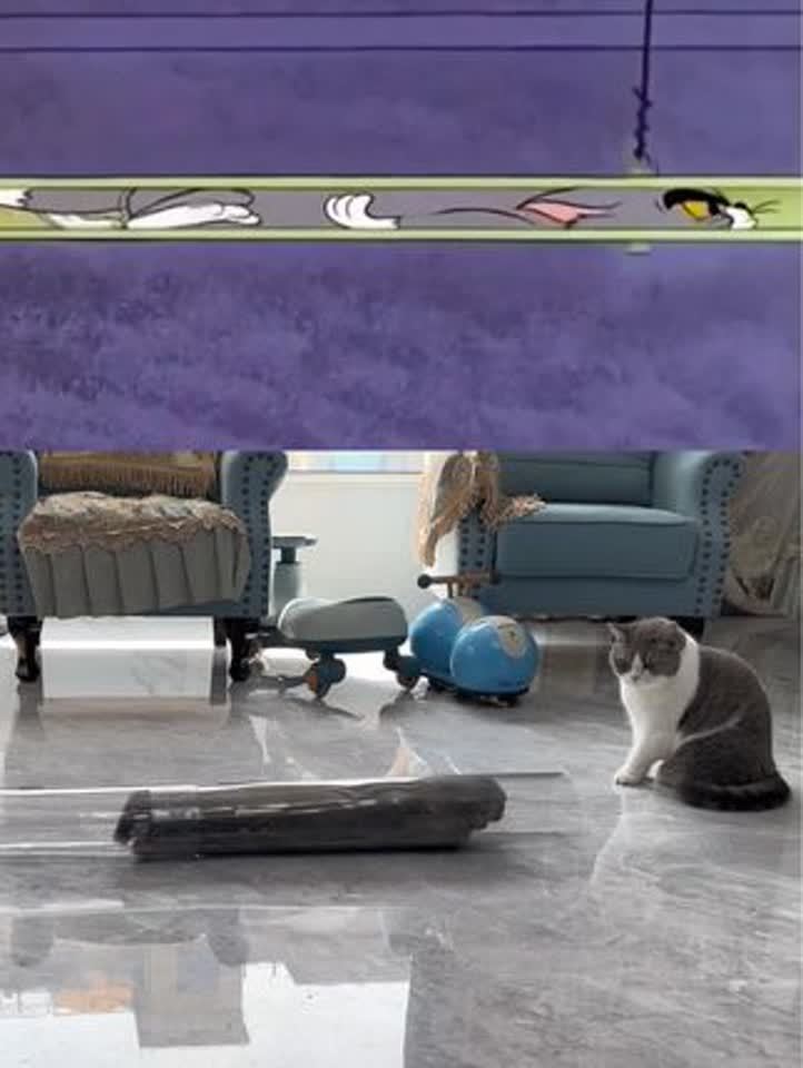 原来小时候看的卡通片都是真实的 #猫和老鼠
