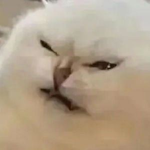 幸福快乐小猫猫 