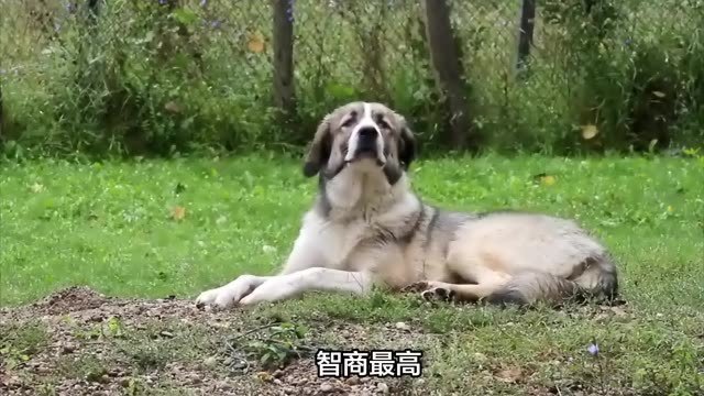智商最高,排名第一的狗,是什么狗? #老六师傅 #传统文化 
智商最高,排名第一的狗,是什么狗?