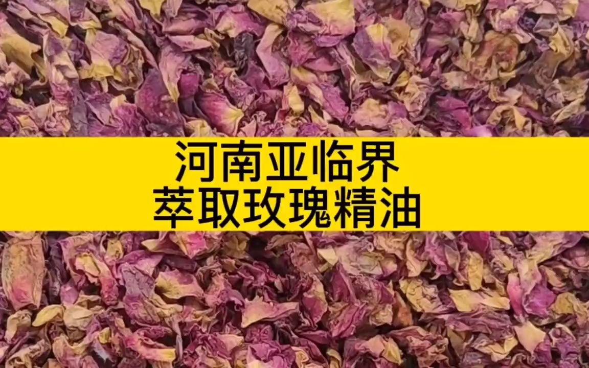 提取玫瑰精油用的是哪种玫瑰花你了解吗?