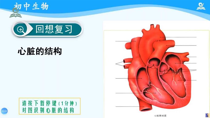 海韵教育丨初中生物 人教版 7下 017.输送血液泵:心脏(二)