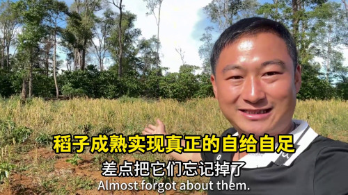 地里种下的稻子成熟了!体验用手捋稻子,实现真正的自给自足!