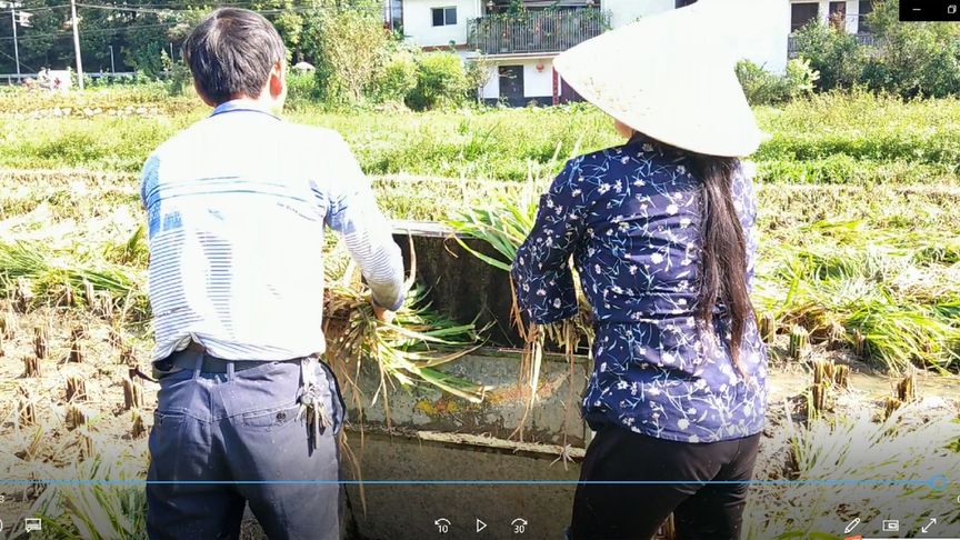 收割机下不去,快来看看农村小伙家的水稻是怎么收获的吧!