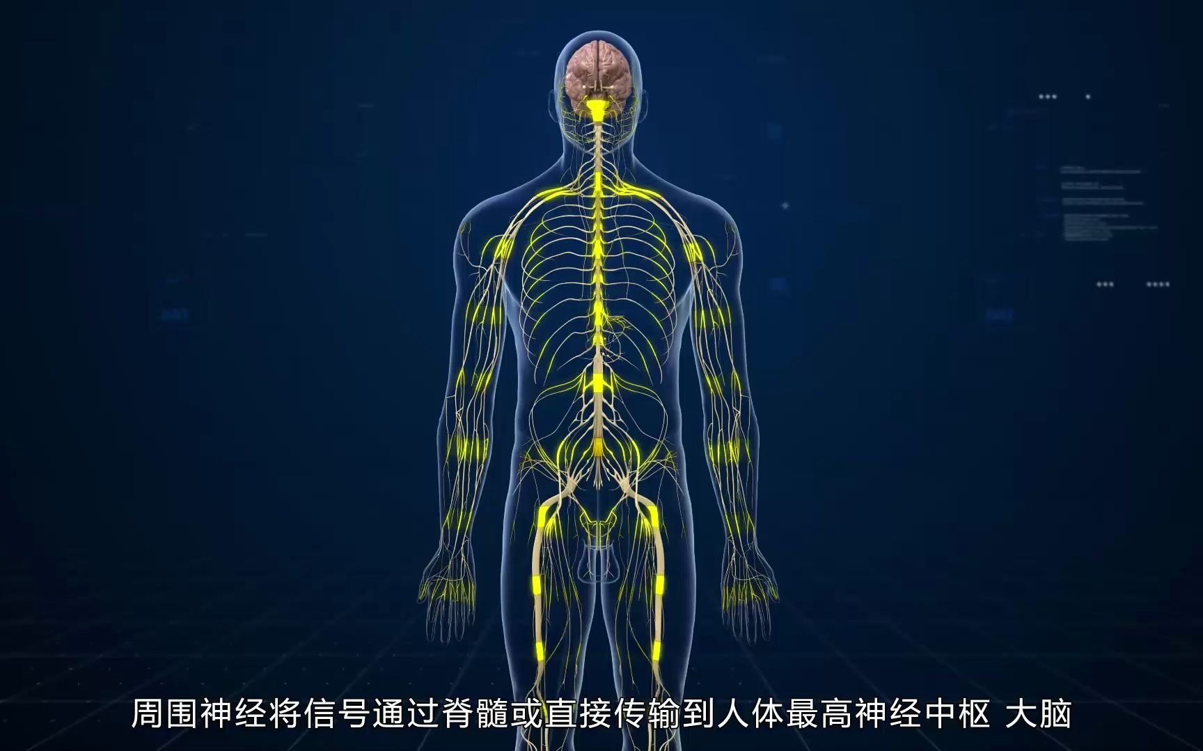 医维度3D人体解剖九大系统之神经系统