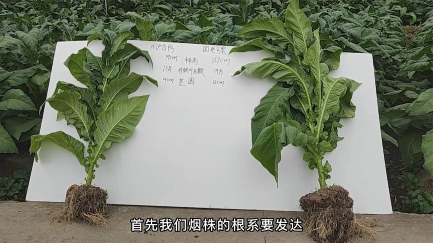 烟草现代调控技术综合管理方案效果展示