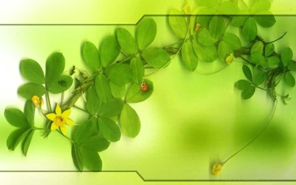 【绿色化学】-四川大学-胡常伟-国家级精品课-全36课