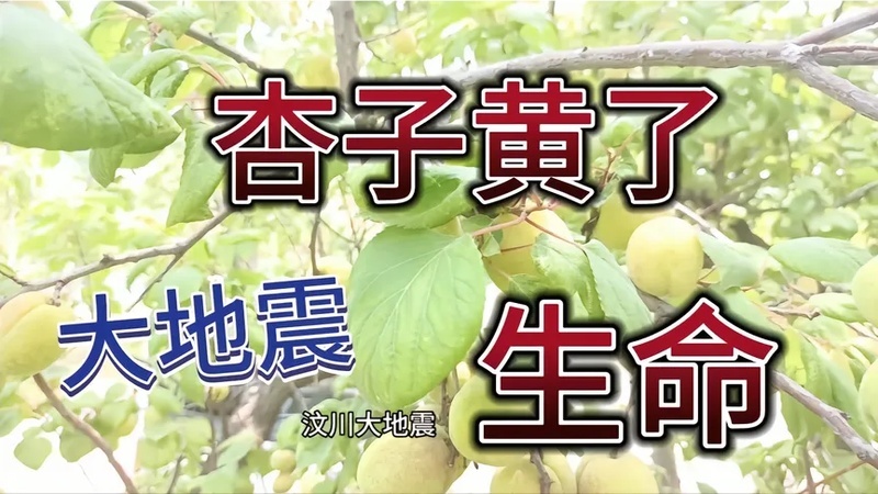512汶川大地震十三时,杏子。让我珍惜生命,珍惜自然界中的美丽