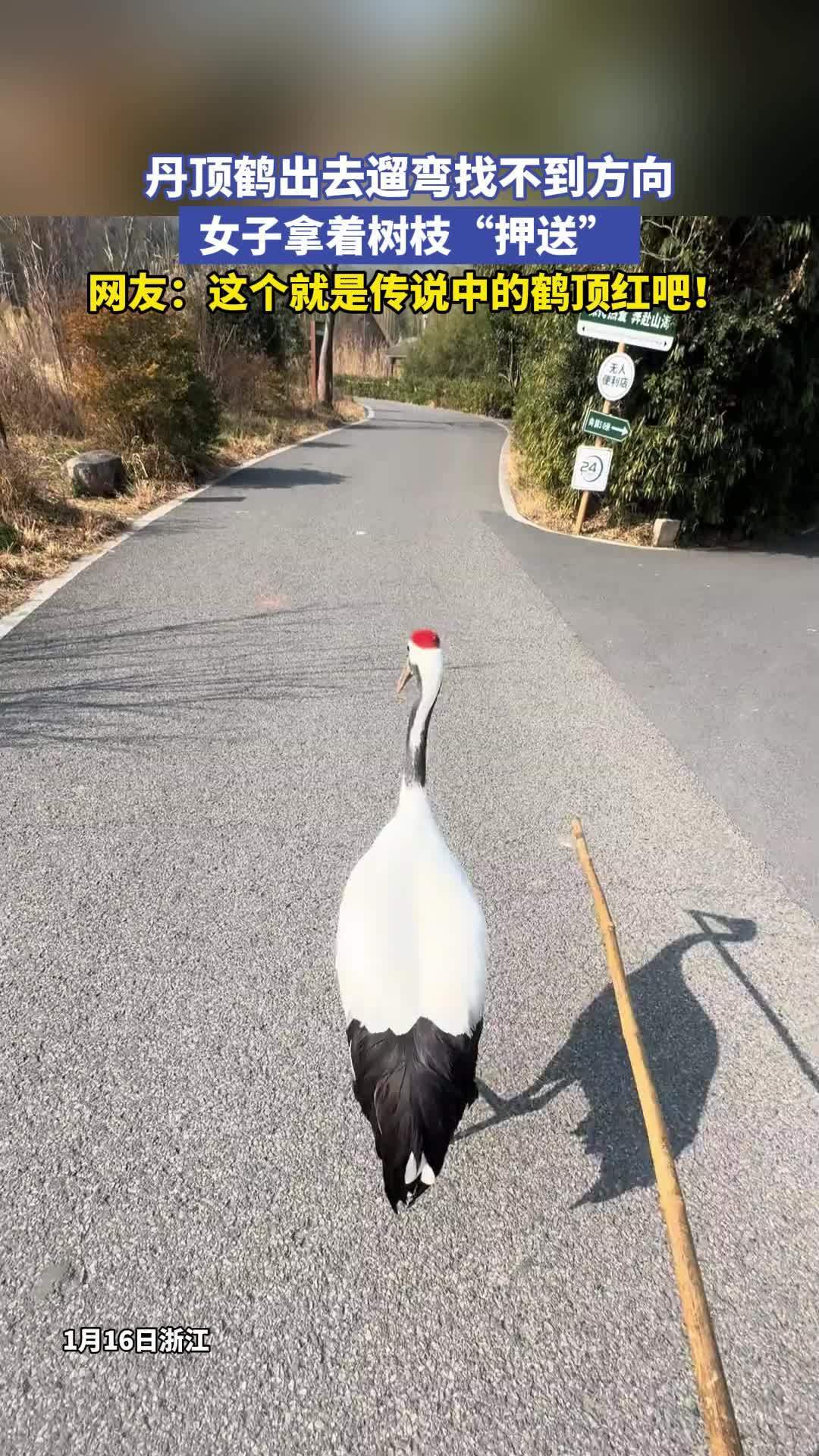 丹顶鹤出去遛弯找不到方向,女子拿着树枝"押送"