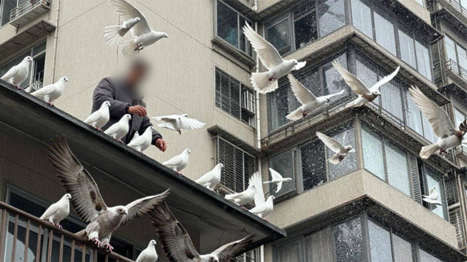 楼顶养100多只鸽子,女子家窗户被粪糊满无法开窗,养鸽大爷:我有脑梗,...