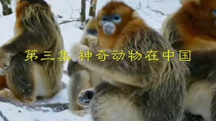 《跟着课本去旅行二年级上册》第三集 神奇动物在中国#课文动画