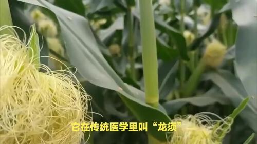 玉米须别再扔!泡水喝竟有这些惊人功效,但喝错反伤身