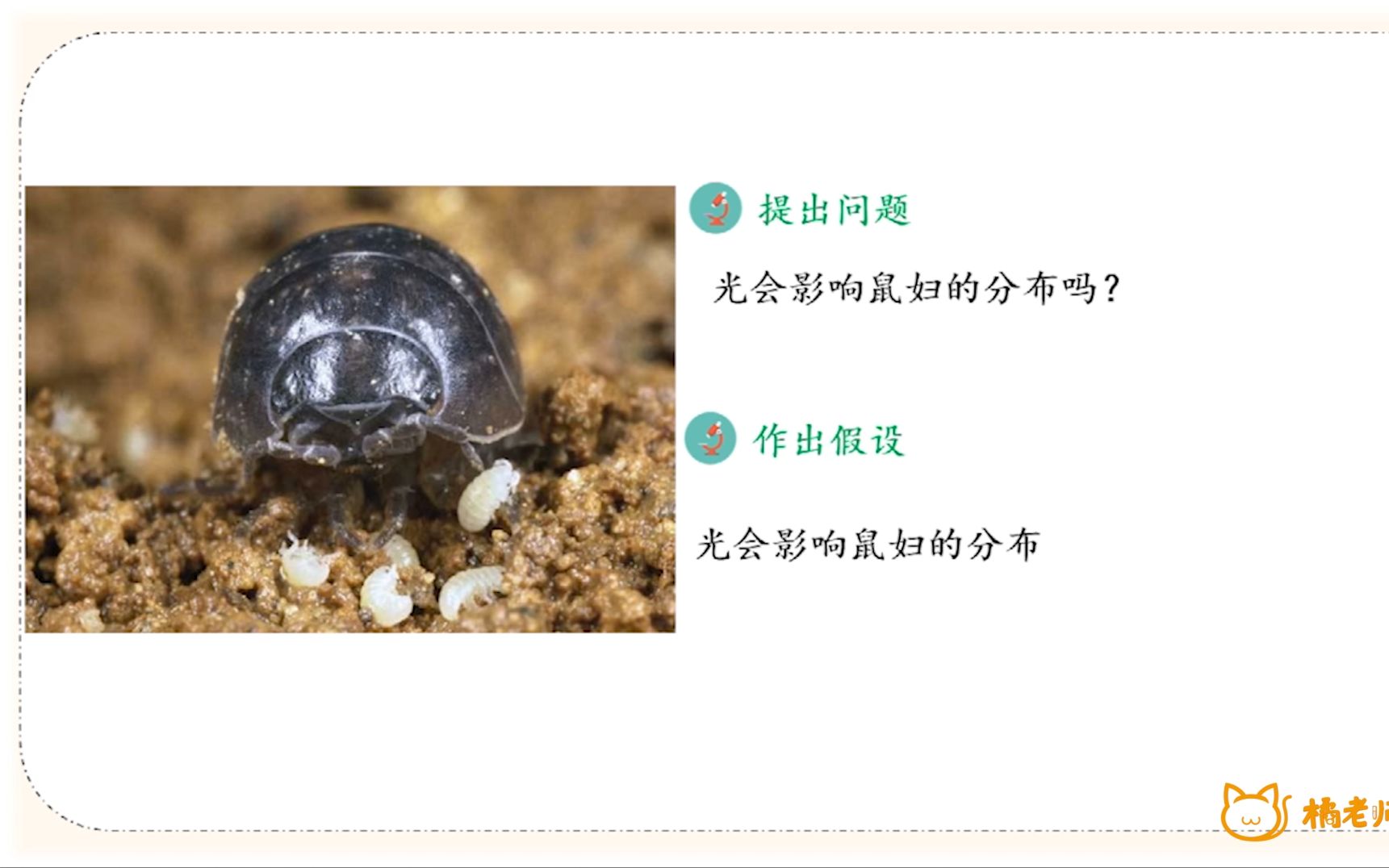 【橘老师实验室】非生物因素对某种动物的影响