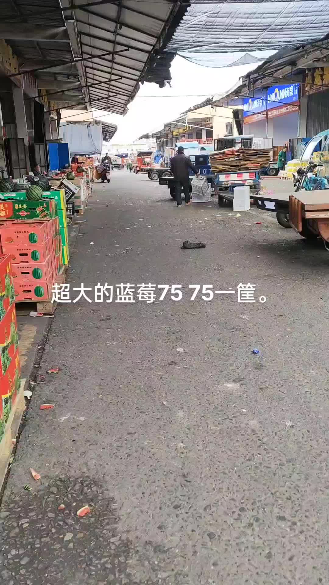 超大的蓝莓只要75 75一筐。#蓝莓