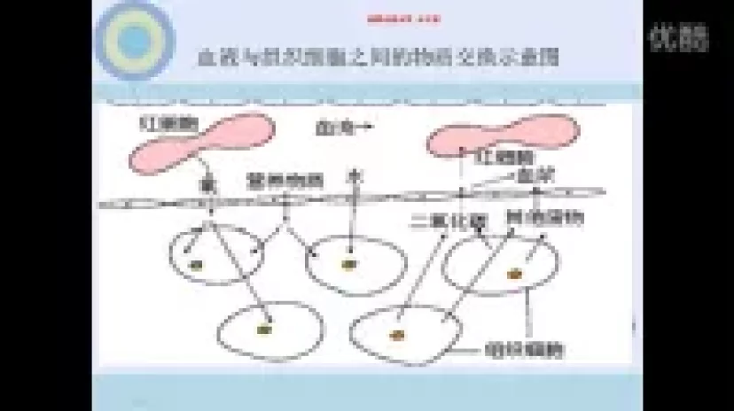 血流的管道——血管