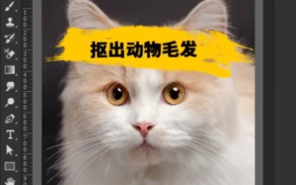 ps抠出动物毛发