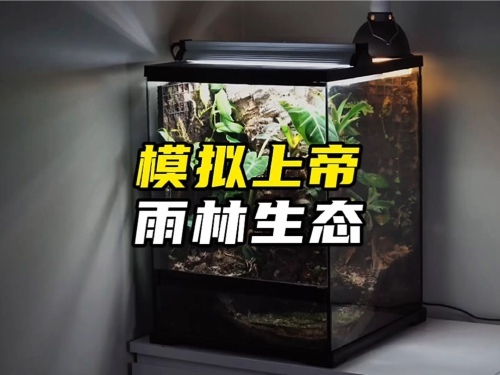 上帝模拟器 用90天的时间打造一个真实的雨林生态系统