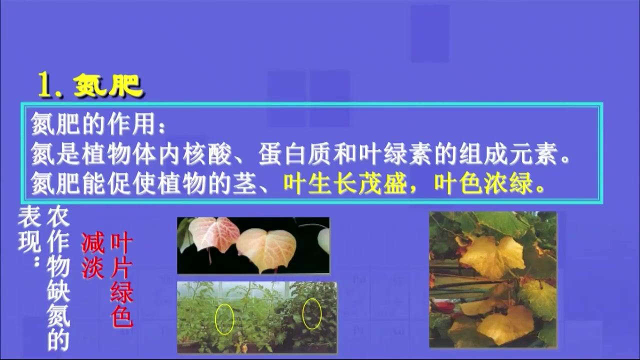 初中化学微课——化肥的简易鉴别