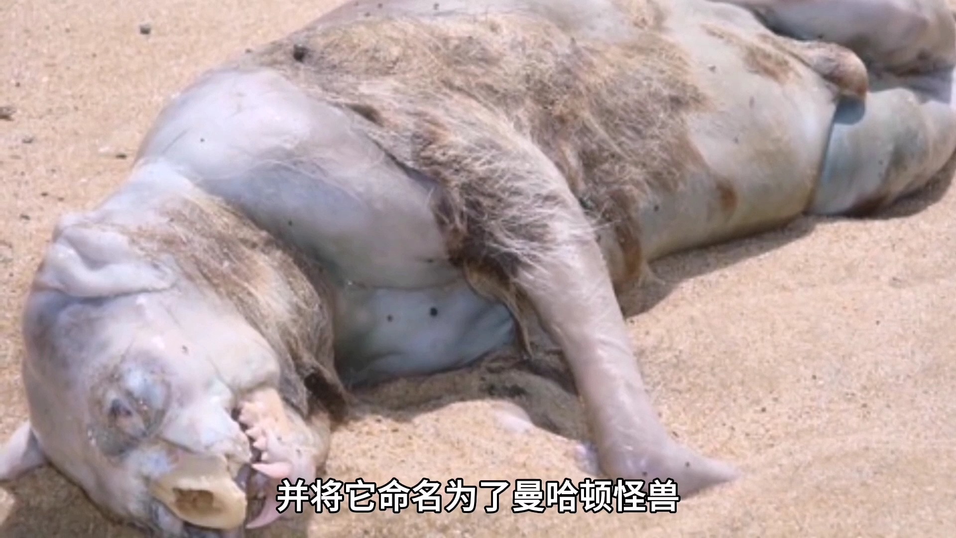 世界上最诡异的10种生物,传说的恶魔真实存在?科学至今无法解释