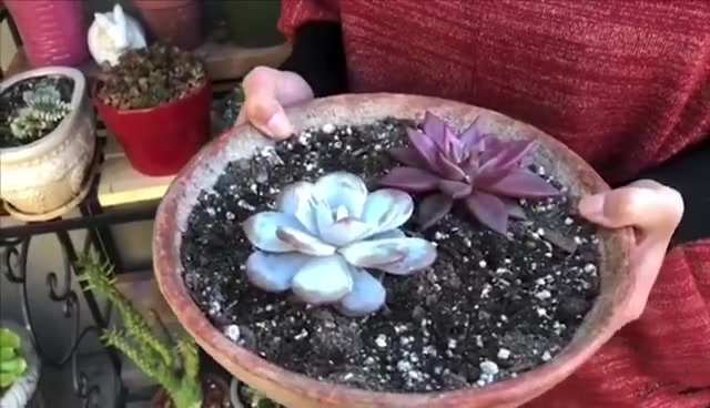 如何给多肉植物浇水