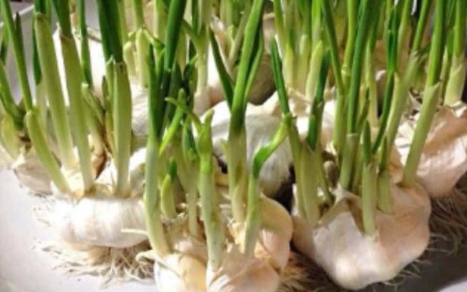 水培大蒜太简单了,看一次学会,新鲜蒜苗在家就能天天吃