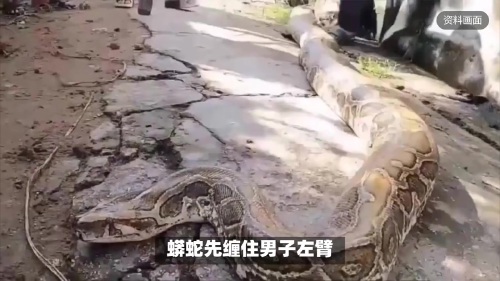 醉酒男子在草地沉睡,巨蟒突袭他逼近生死一线的惊险瞬间!