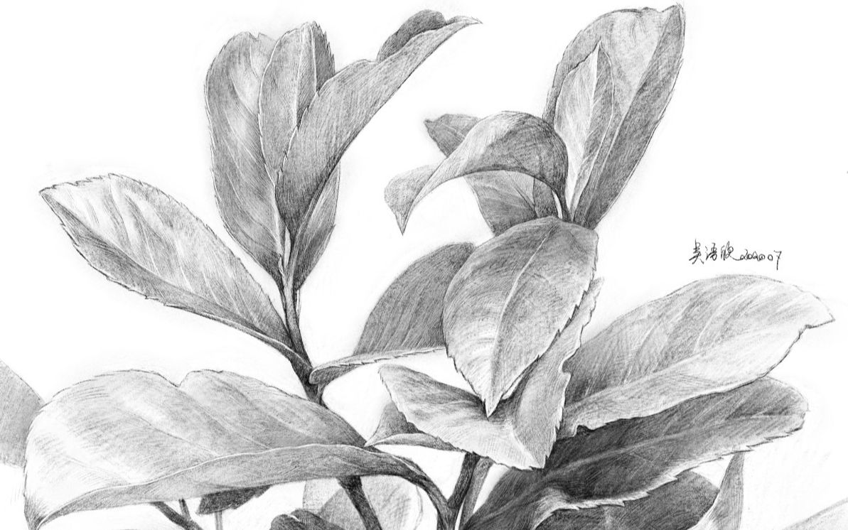 ...procreate板绘过程】IPad Pro画一个植物静物素描,简单好学的画画教程