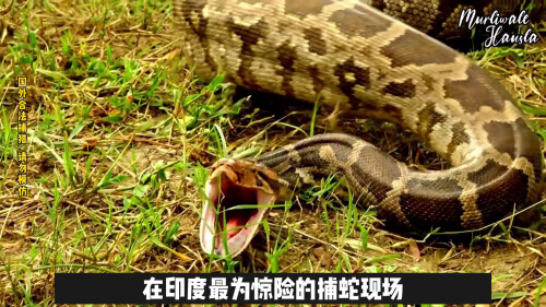 动物世界,巨蟒吞村长家的小母牛被发现,这下遭殃了