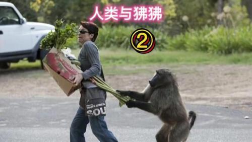 狒狒有多嚣张?抢夺人们的快餐,心情不好就开干 #动物 #狒狒 #纪录片
