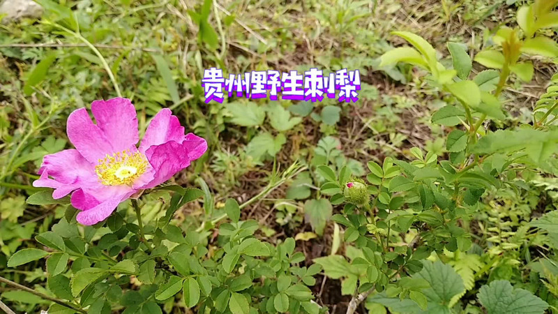 钟南山院士曾在直播间推广的刺梨,很具贵州特色,带你认识了解