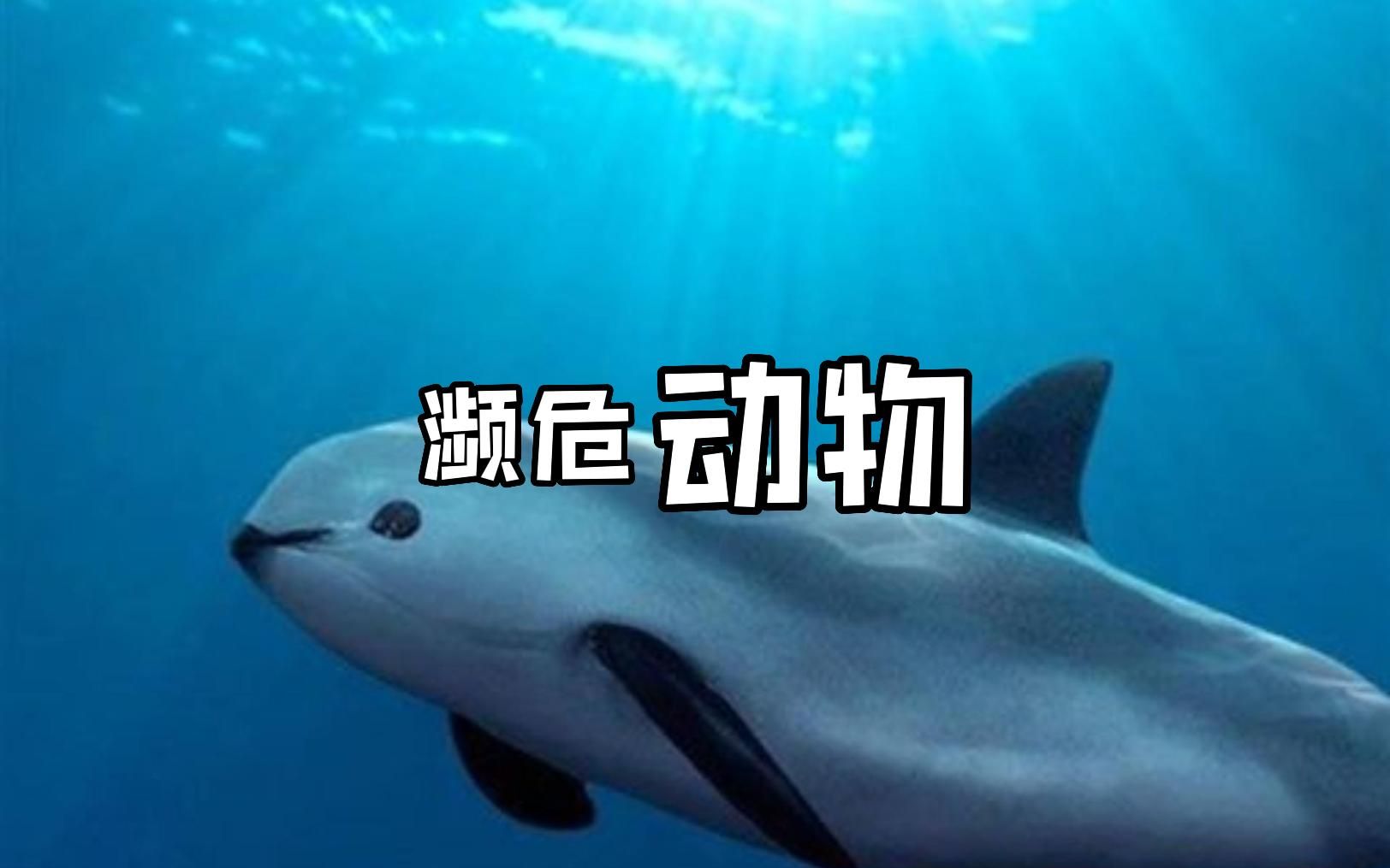 世界濒危的10种动物