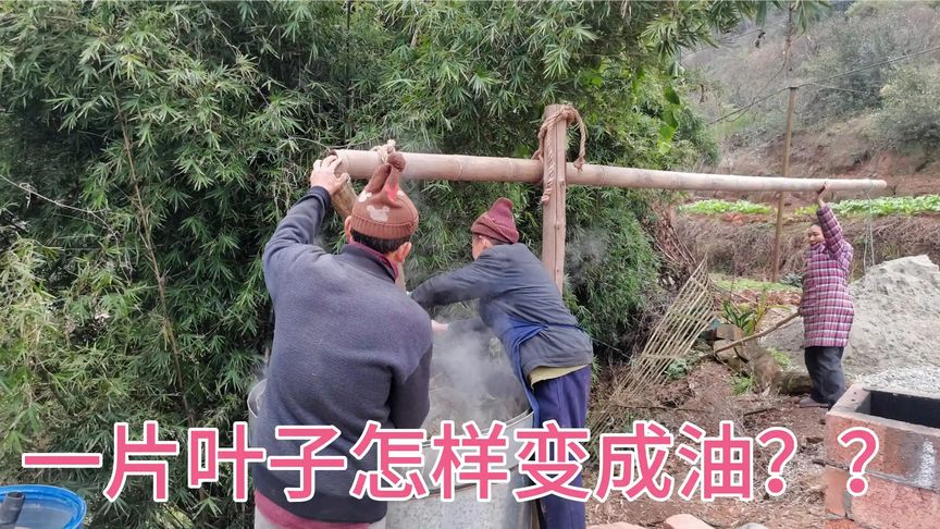 香樟油的用途很大,一片叶子是怎样变成油的呢?一起看看吧