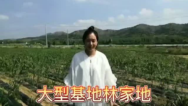 大型田园综合体基地,建成以后带你一起吃喝玩乐游#农忙季节