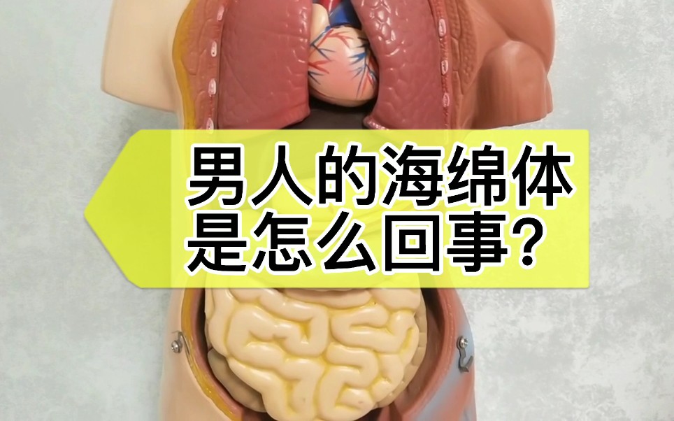 海绵体跟什么有关系呢?