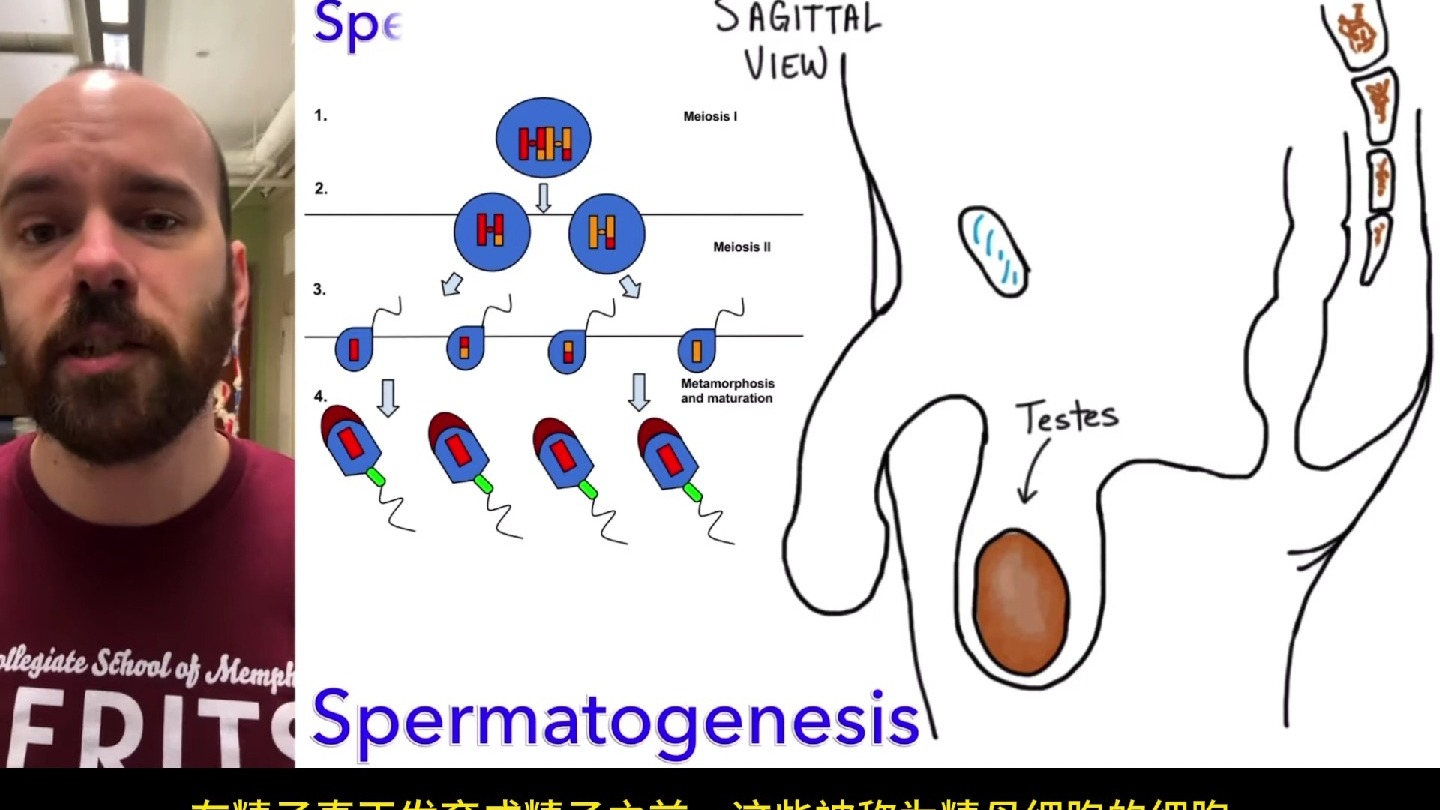 男性生殖系统 | 结构、功能、3D 模型