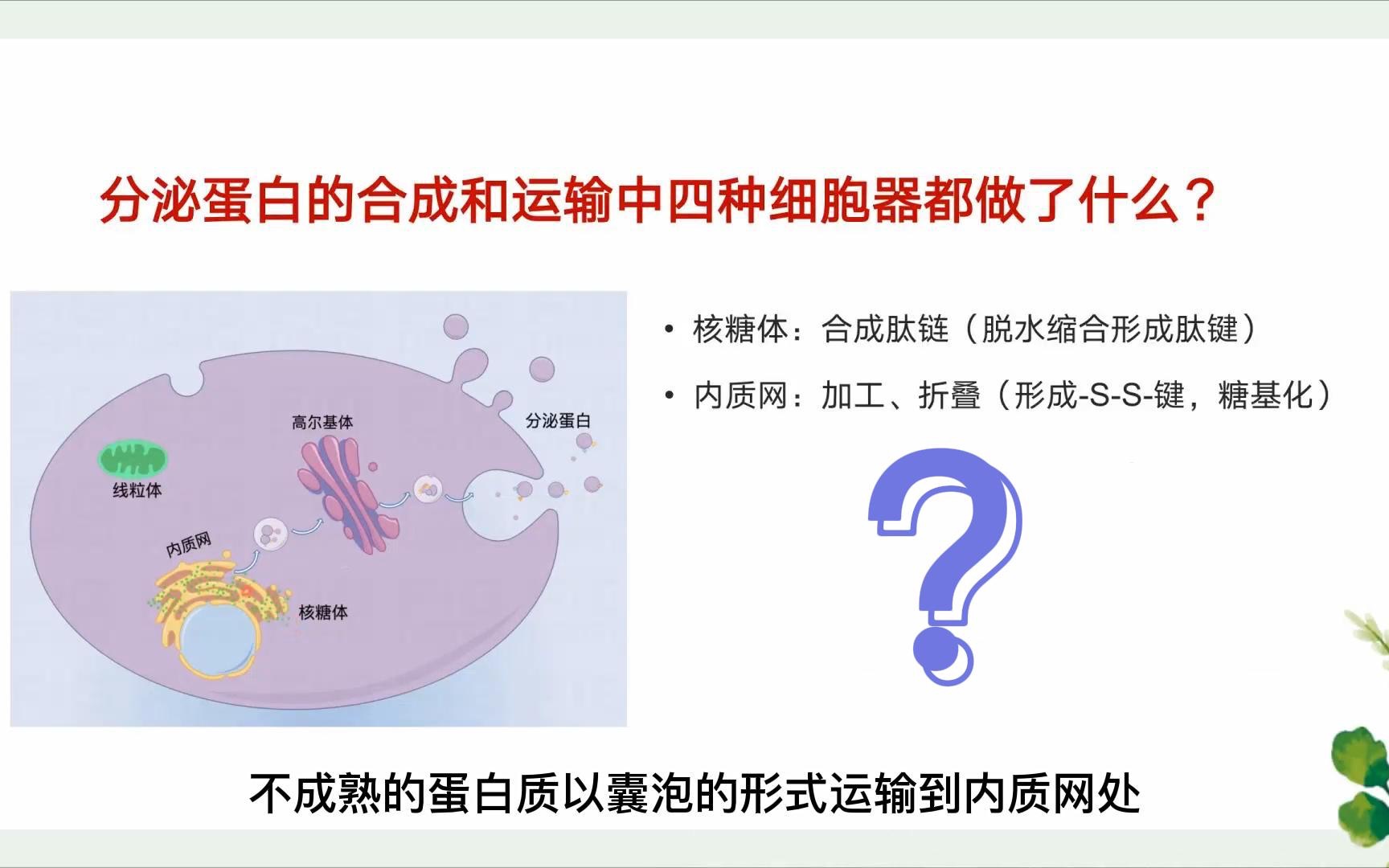 蛋白质合成、加工、运输时,四种细胞器都在忙活啥?
