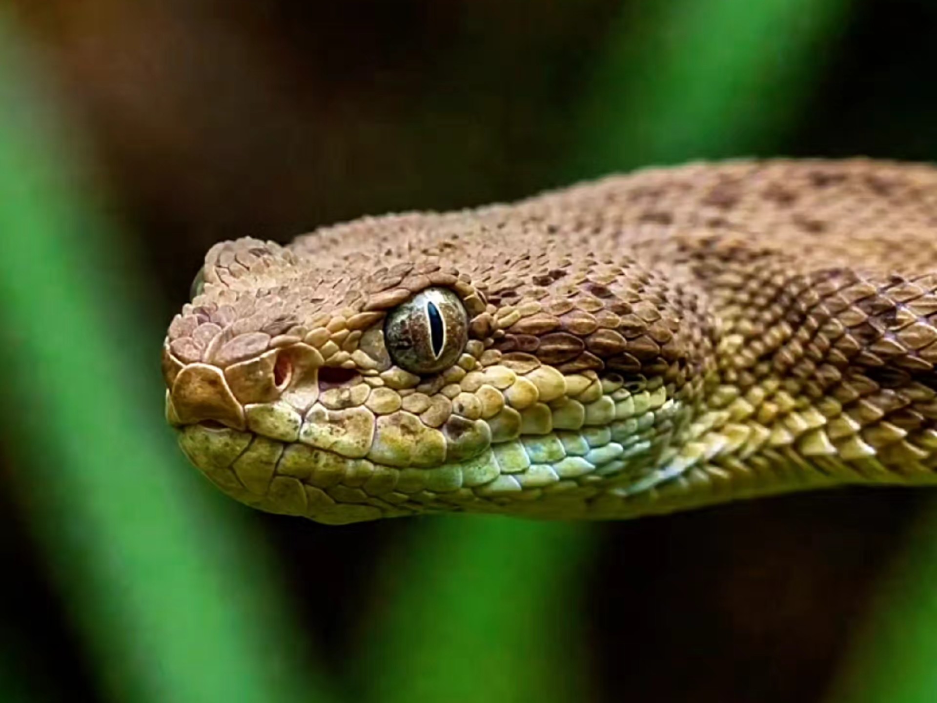 湖南莽山烙铁头蛇。