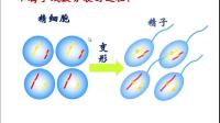 专题8.2 减数第二次分裂的过程-微视频
