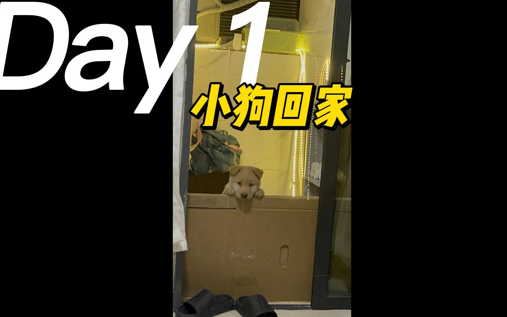 细小冠状狗回家的第一天