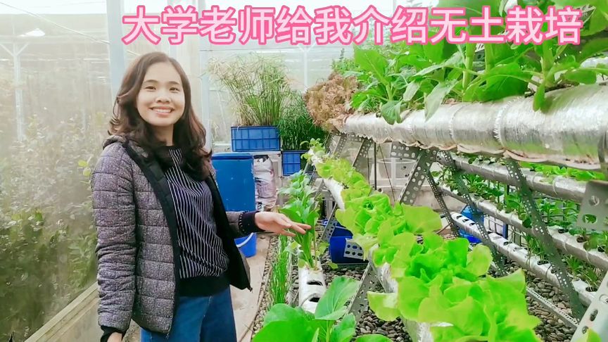 越南大学老师给我介绍无土栽培,学习下栽培技术,在家也可以种