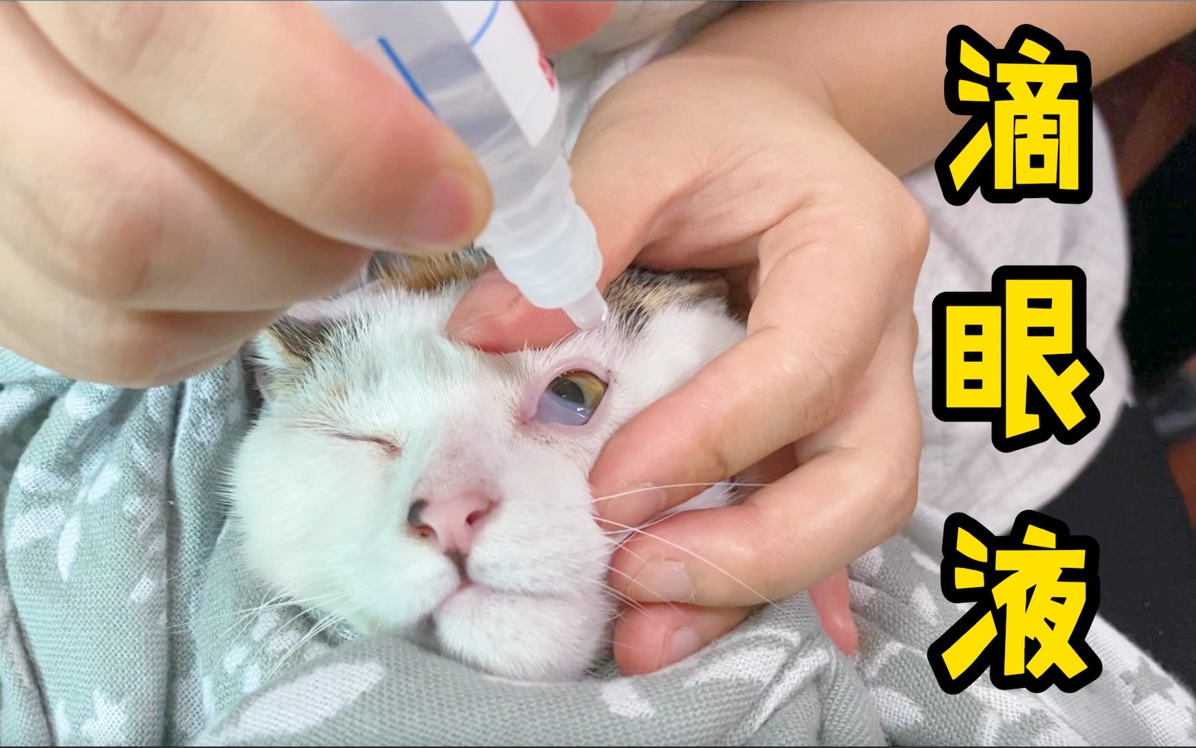 【新手养猫】怎么给猫咪滴眼液?详解8个流程,新手养猫必看