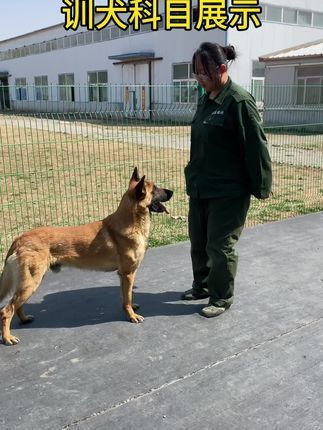 #训犬 #宠物训练学校